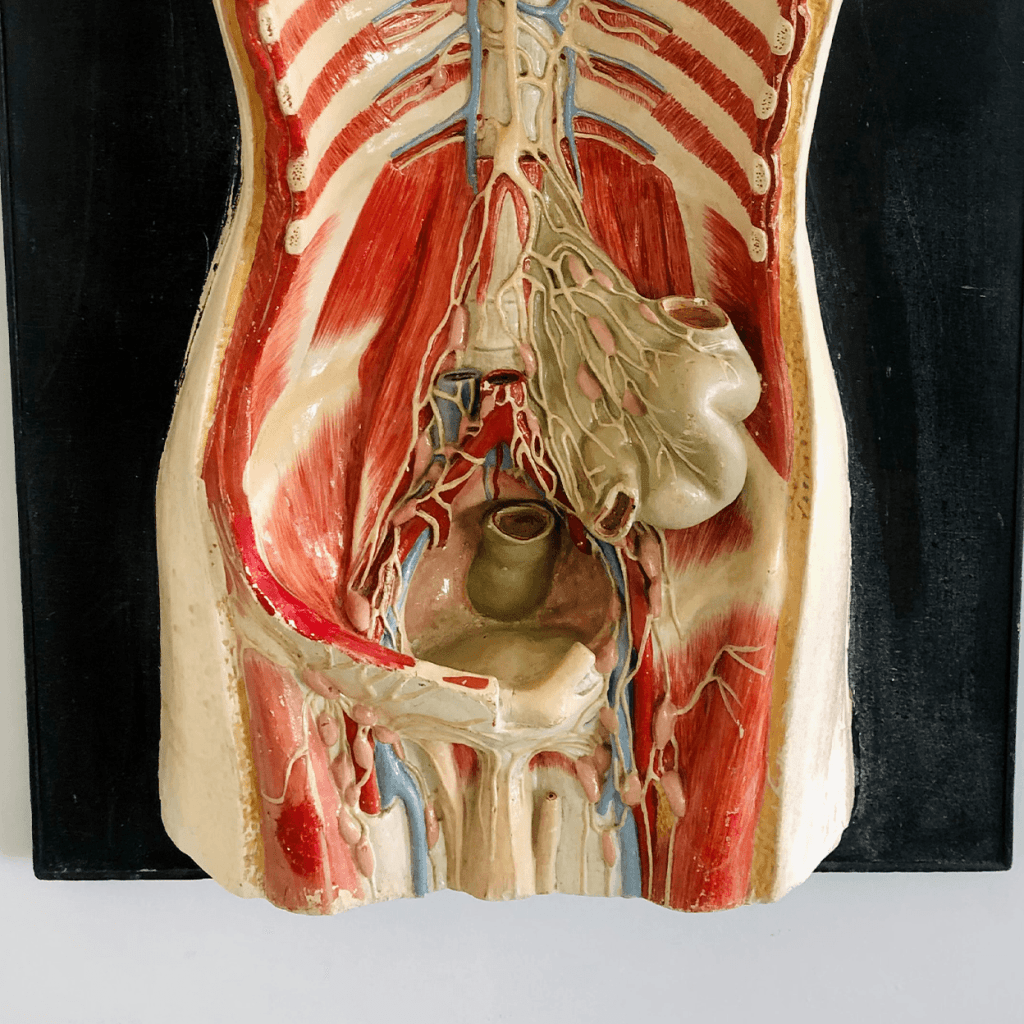 Enddarm - Funktion, Schmerzen & Therapie - Proktologen24